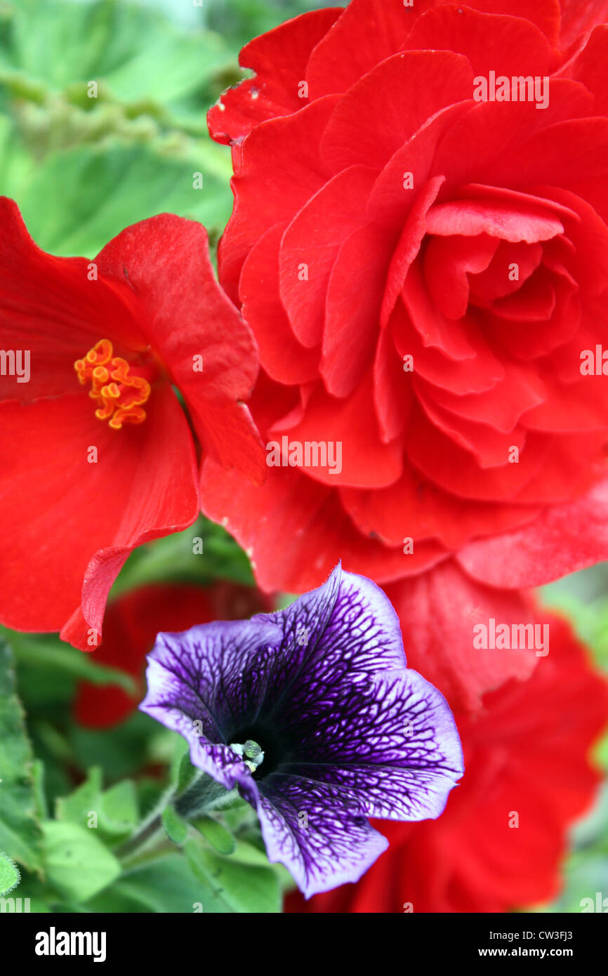 Flowers in a garden in Tomich in the Scottish Highlands Stock Photo - Alamy