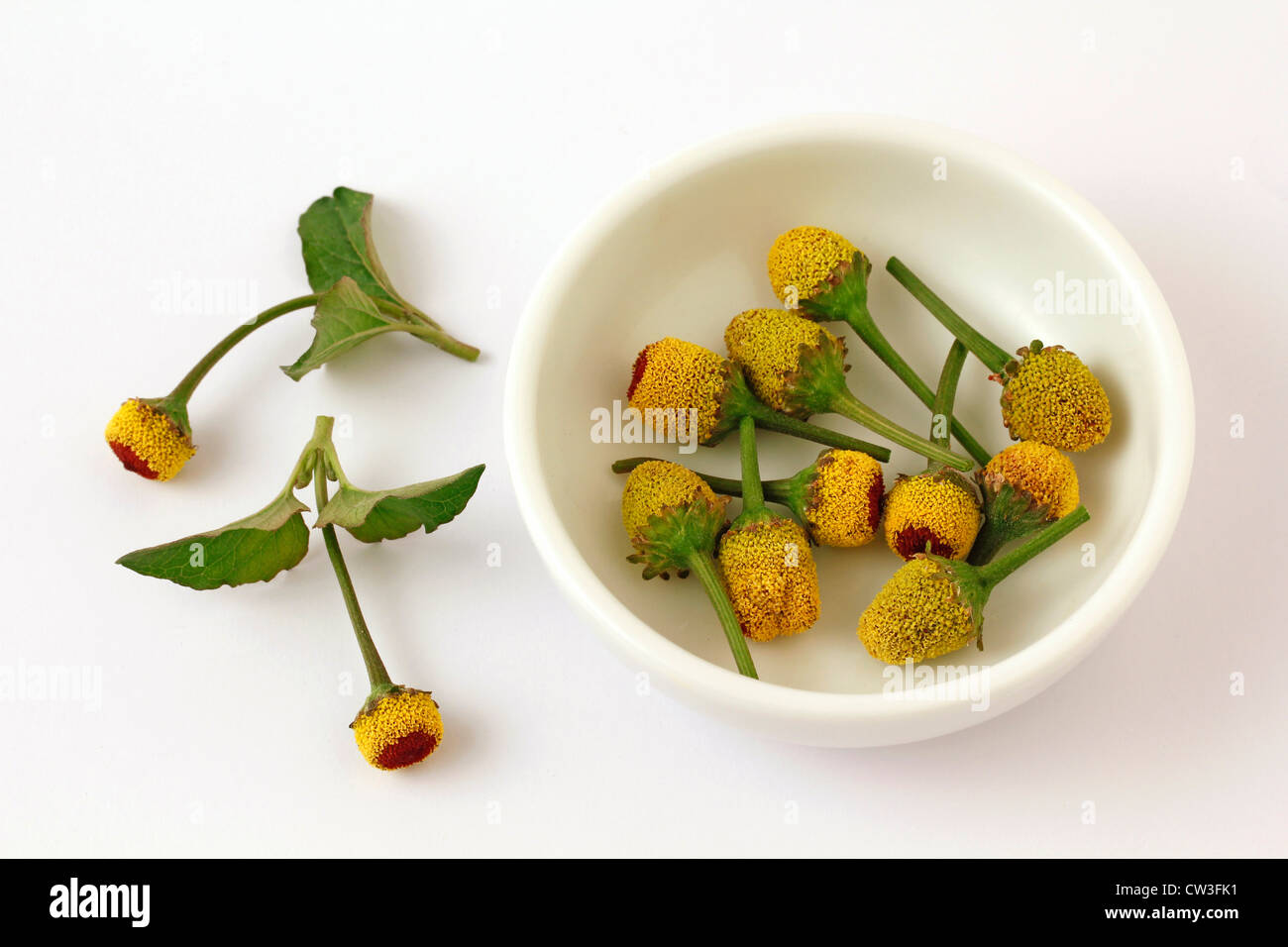 Paracress. Acmella spilanthes or oleracea Stock Photo - Alamy