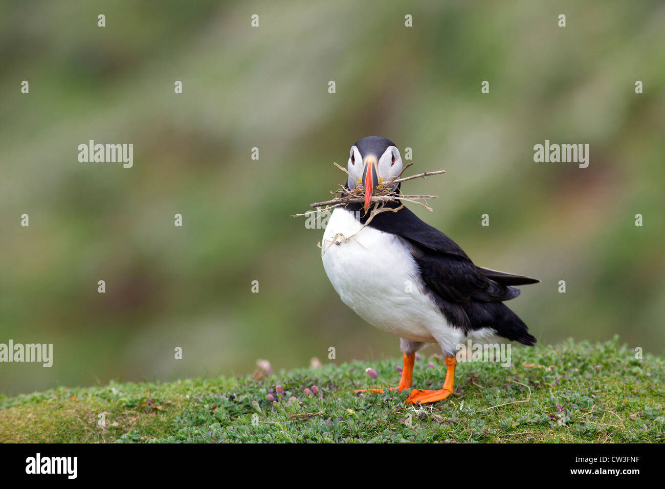Atlantic Puffin gathering nesting material for burrow on Skomer Island ...