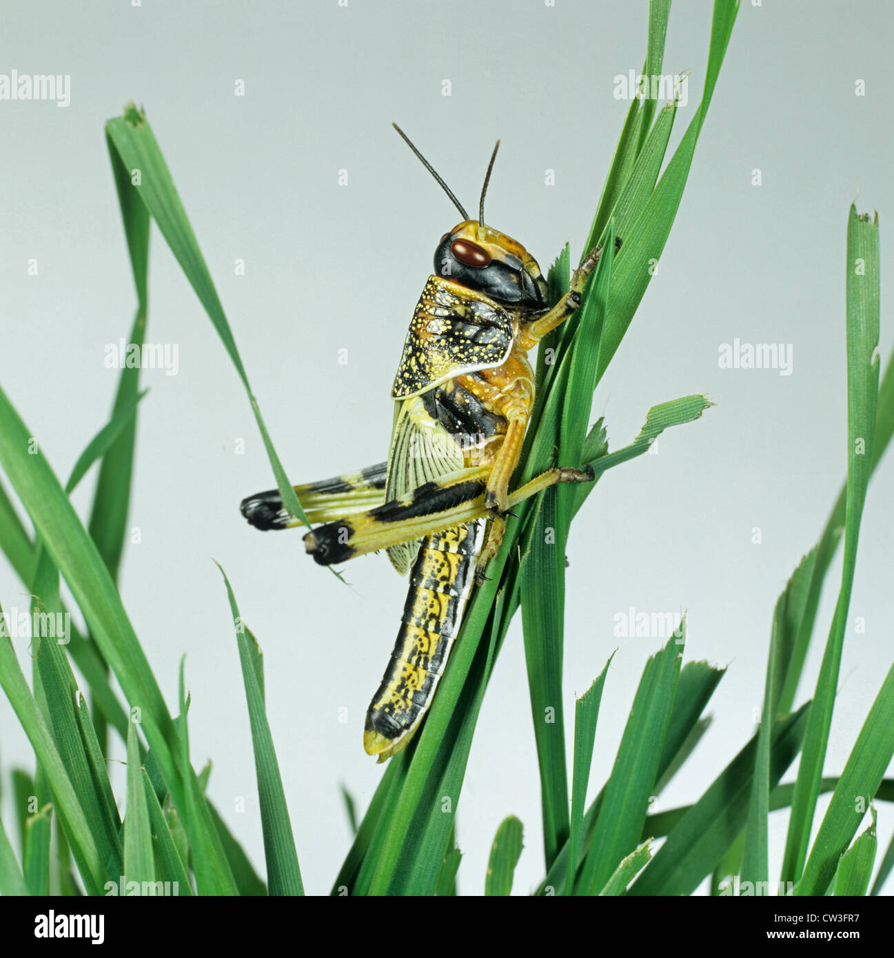 Immature desert locust (Schistocerca gregaria) feeding on young cereal ...