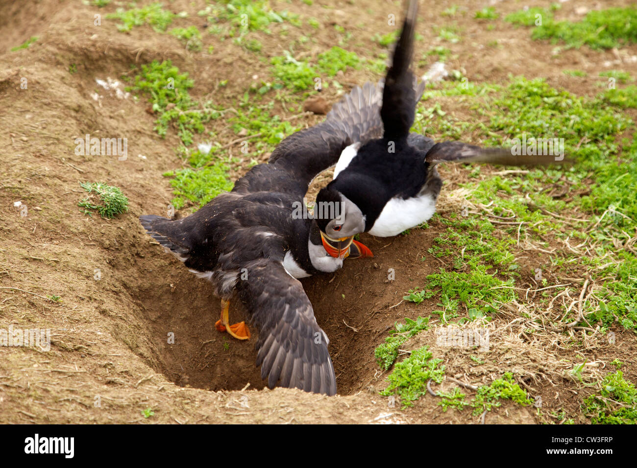 Two male Atlantic Puffins, Fratercula arctica, fighting for a mate on ...