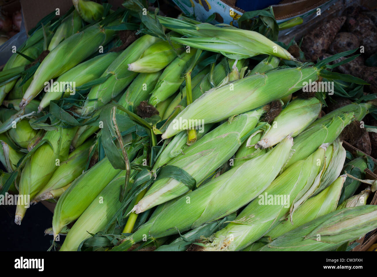 Unhusked corn is displayed outside a bodega in the Dominican New York ...