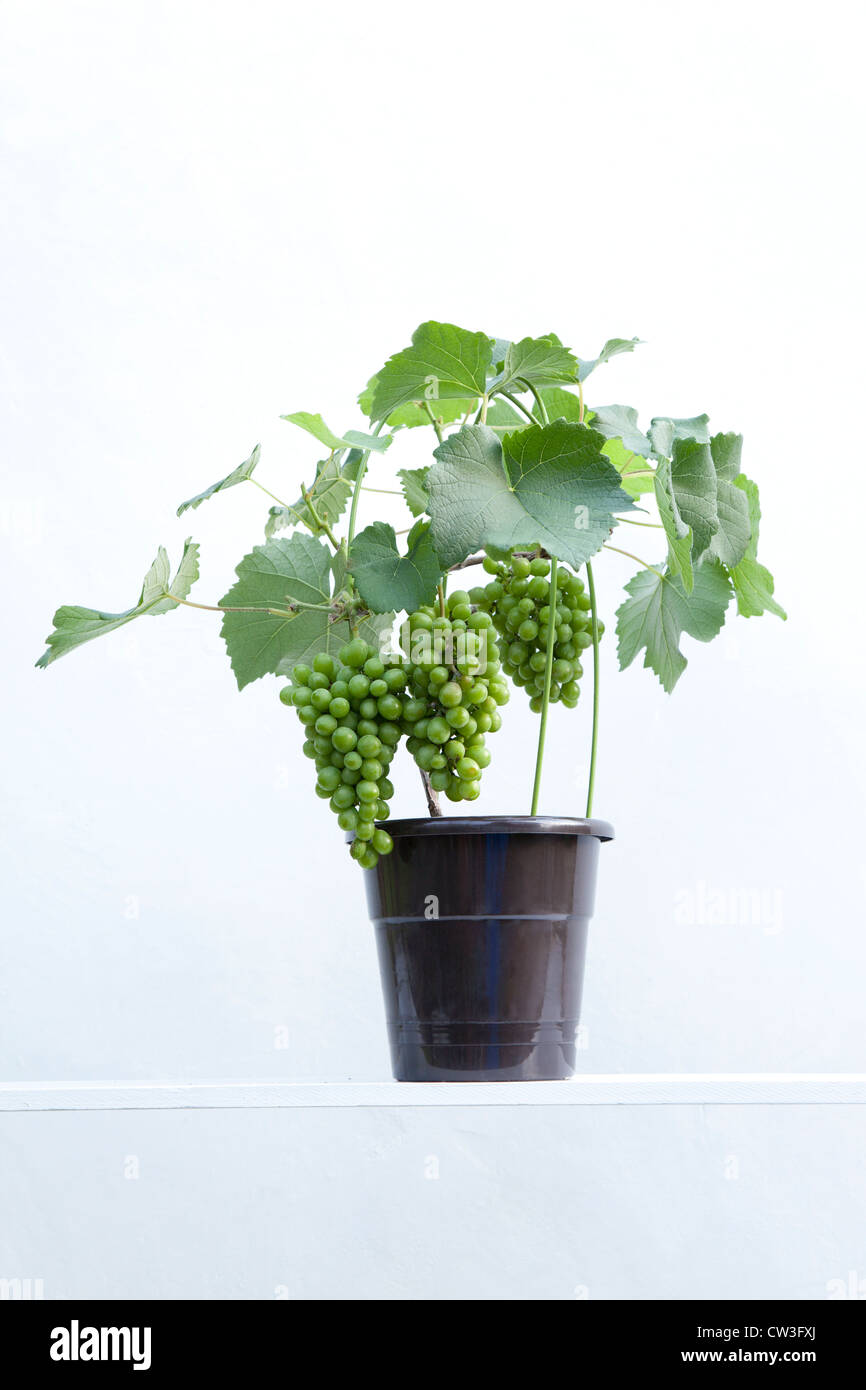 Bunch grape single hi-res stock photography and images - Alamy