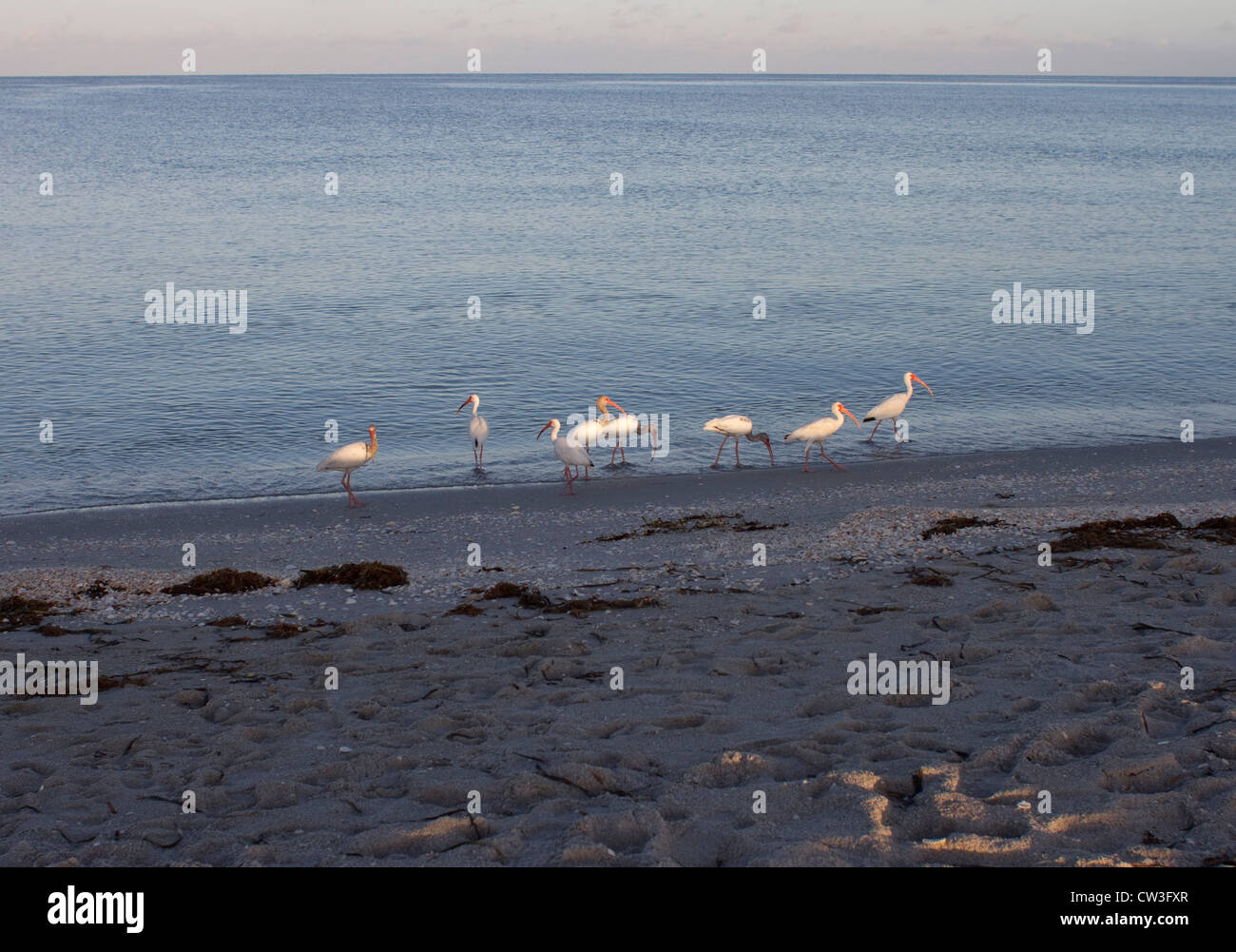 American White Ibis birds on a beach in Sanibel Island Florida Stock ...