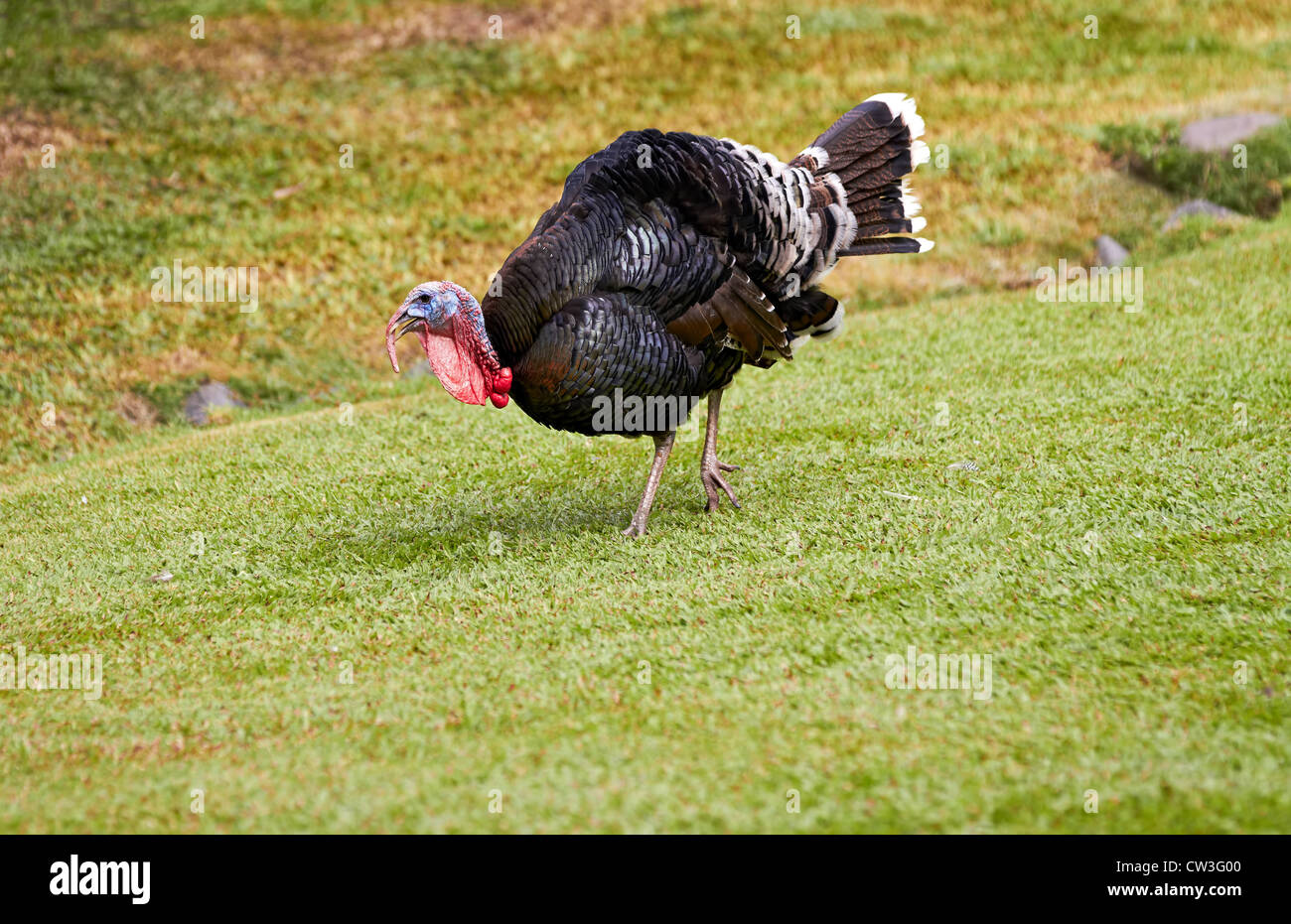 Gobbler (turkey) in nature surrounding, Bali, Indonesia Stock Photo - Alamy