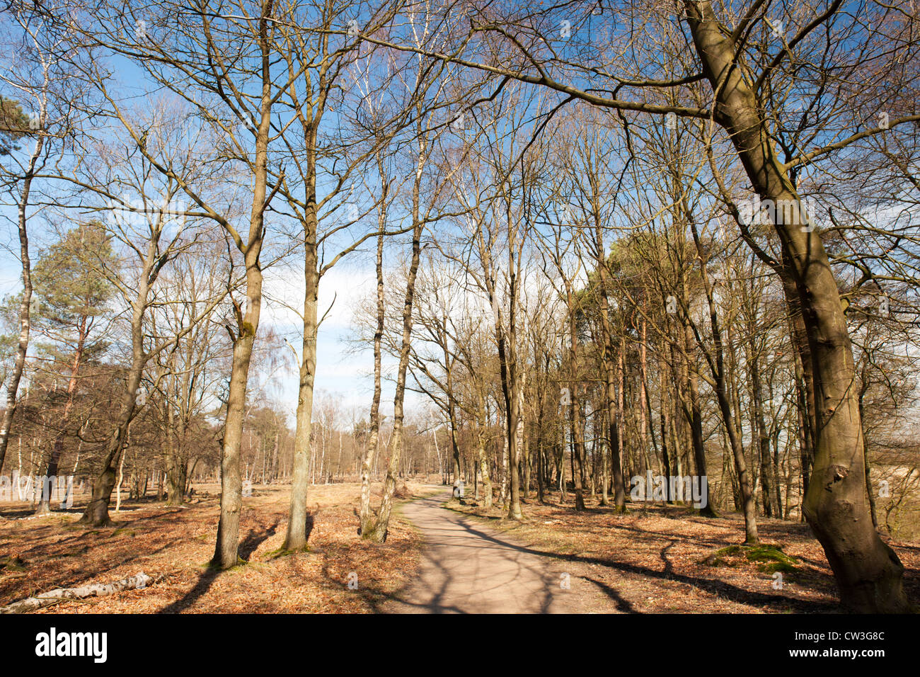 Bald trees in spring forest Stock Photo - Alamy