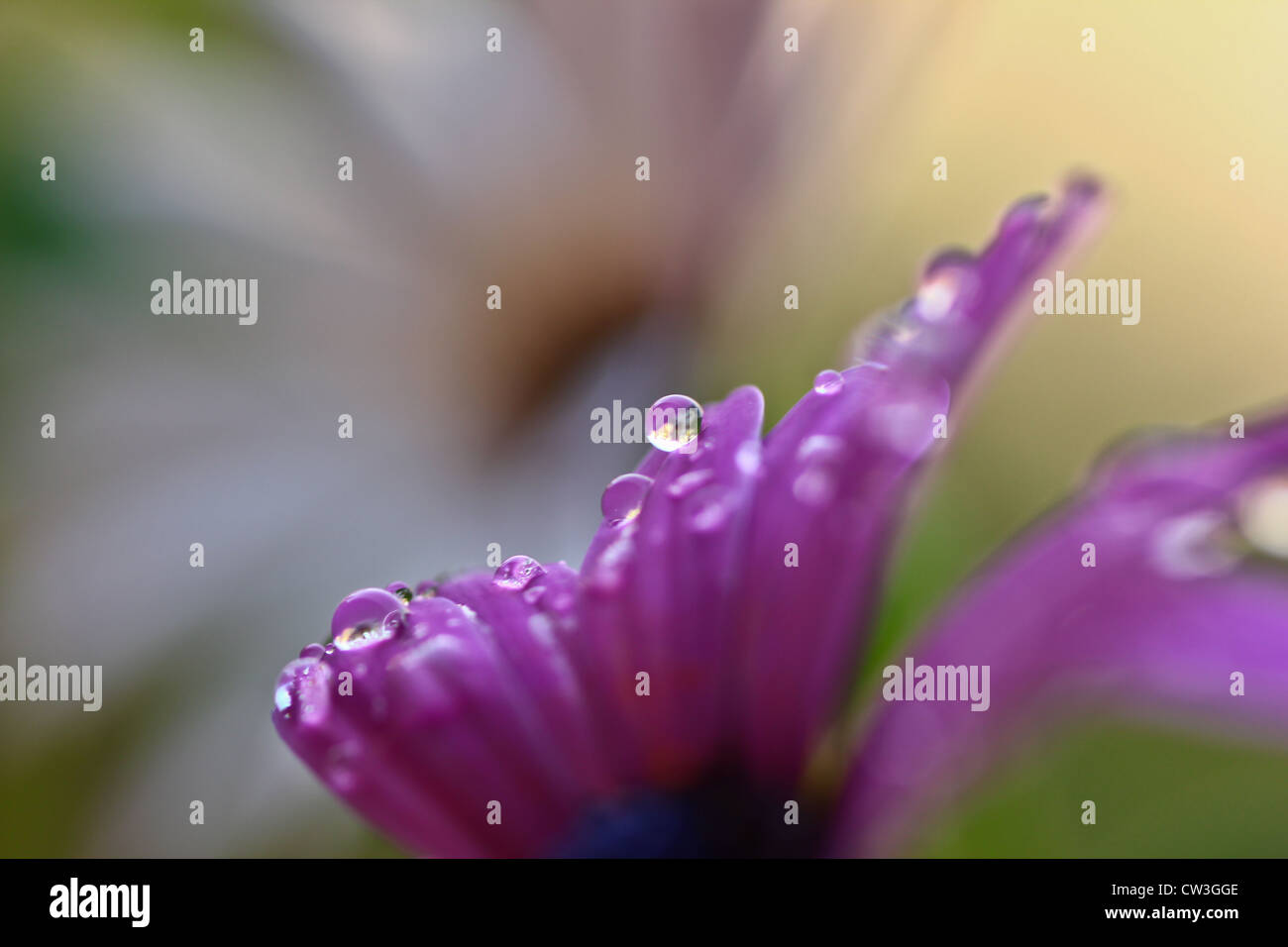 Life In A Dot Stock Photo - Alamy