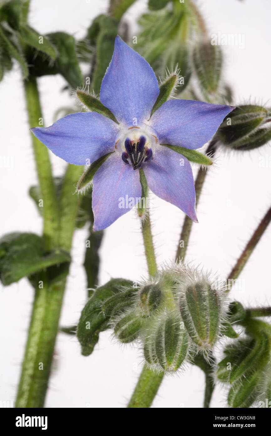 Borage or starflower flower (Borago officinalis) a source of gamma ...
