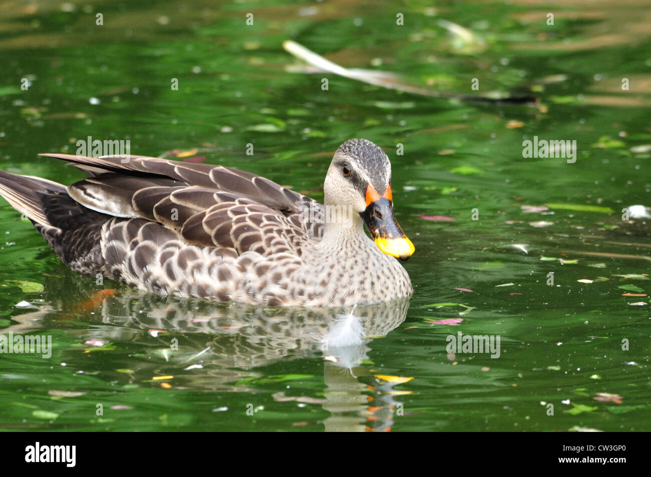 Dabbling Duck Stock Photos & Dabbling Duck Stock Images - Alamy