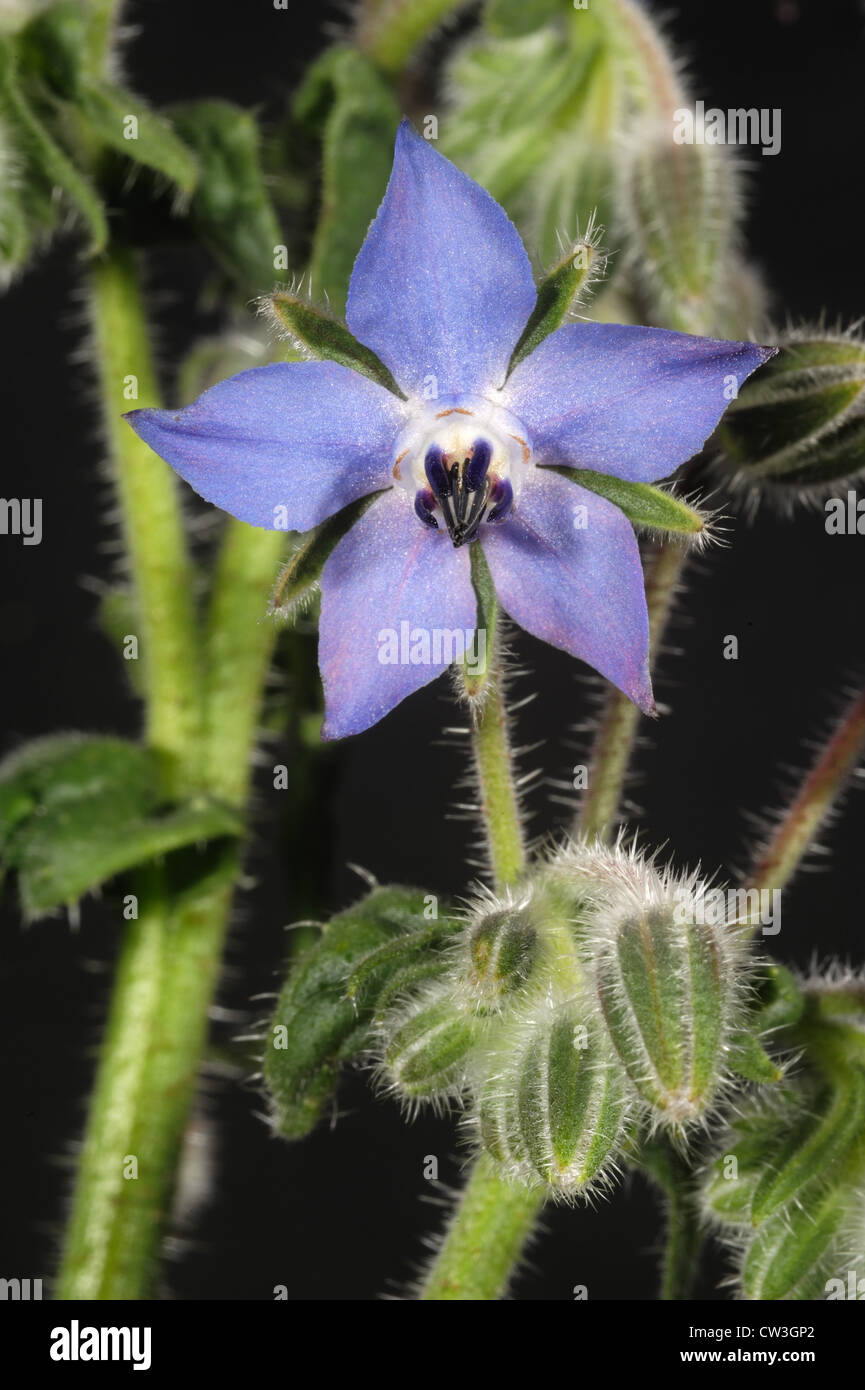 Borage blue flower hi-res stock photography and images - Alamy