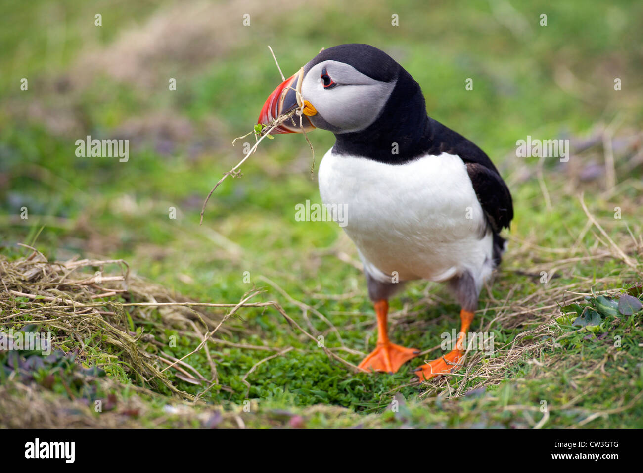 Atlantic Puffin gathering nesting material for burrow on Skomer Island ...