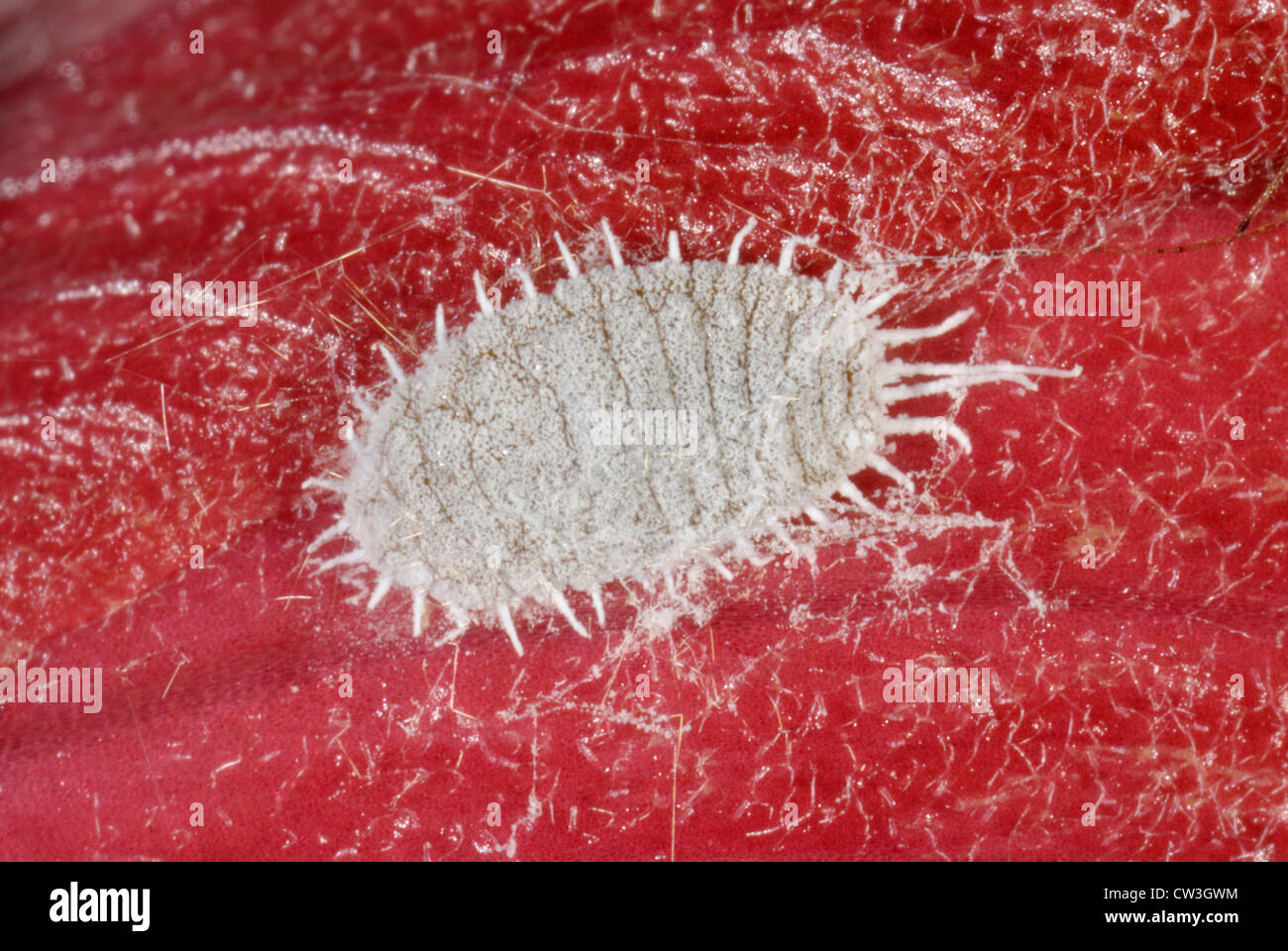 Pseudococcus affinis hi-res stock photography and images - Alamy