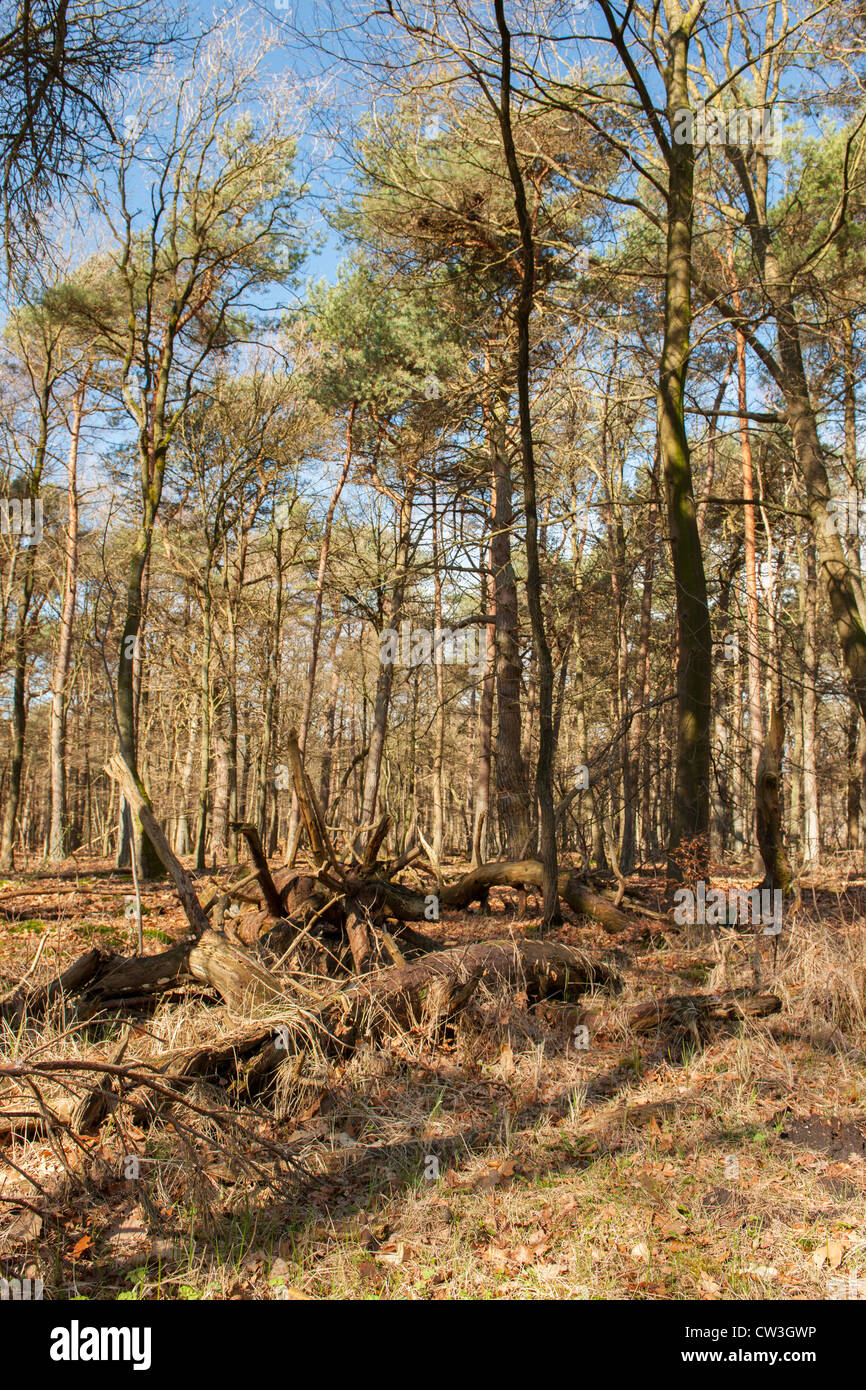 Bald trees and pine trees in spring forest without management Stock ...