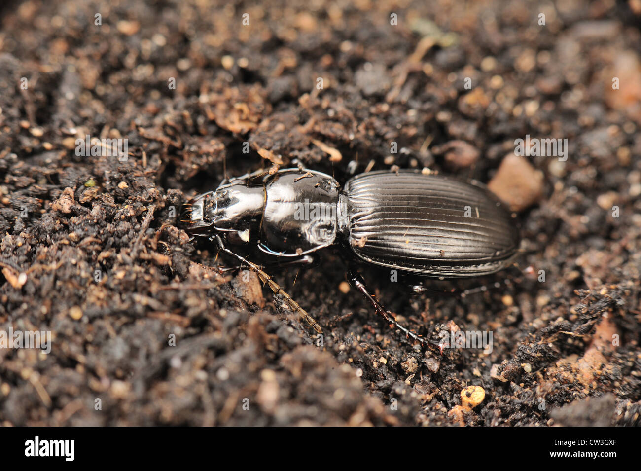 Carabid ground beetle predatory hi-res stock photography and images - Alamy