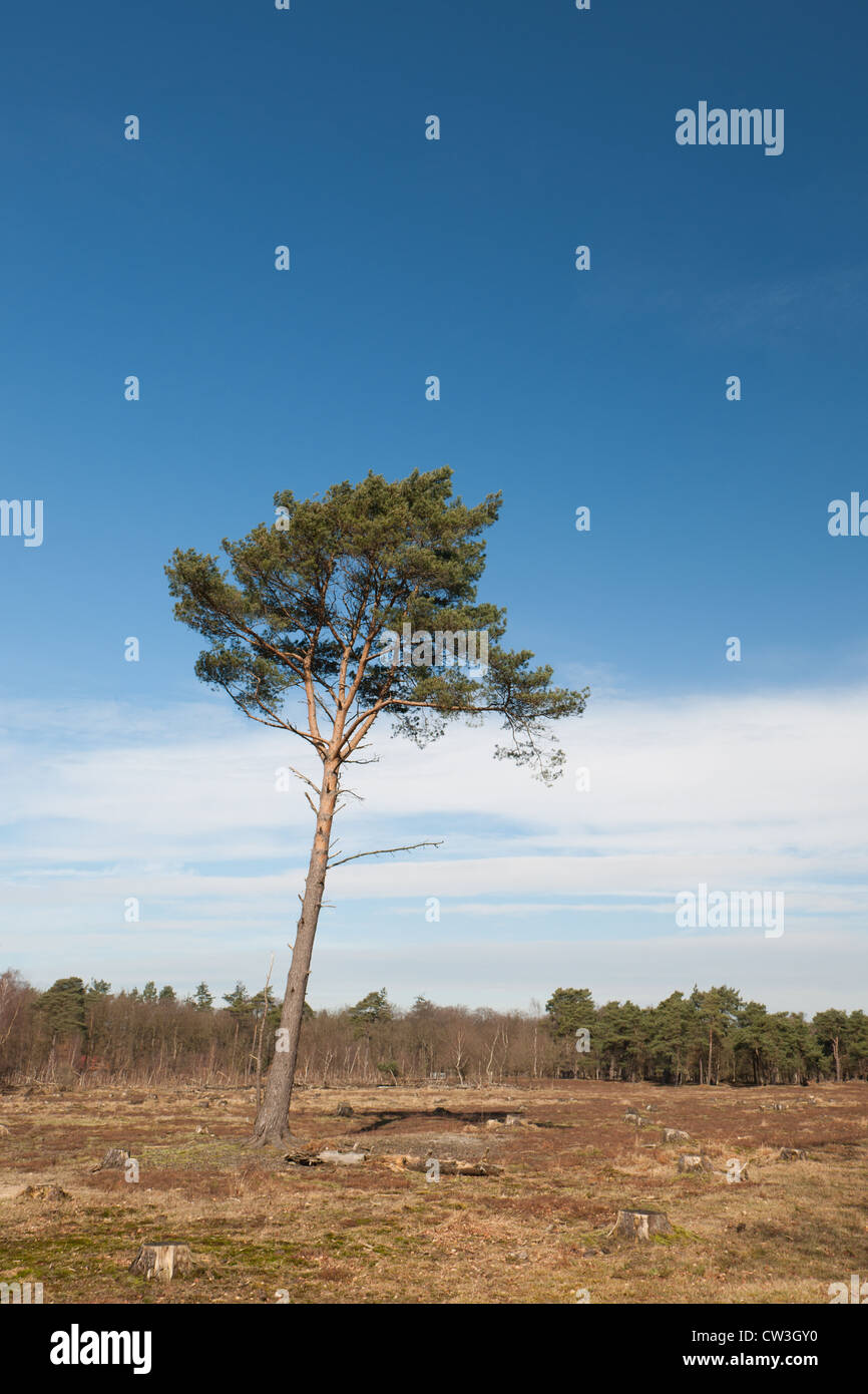 Single pine tree in Dutch nature Stock Photo - Alamy
