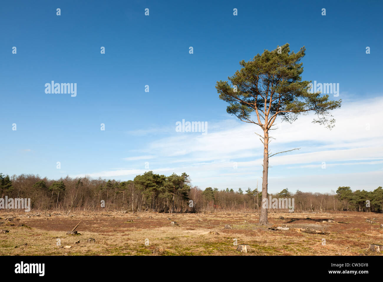 Single pine tree in Dutch nature Stock Photo - Alamy
