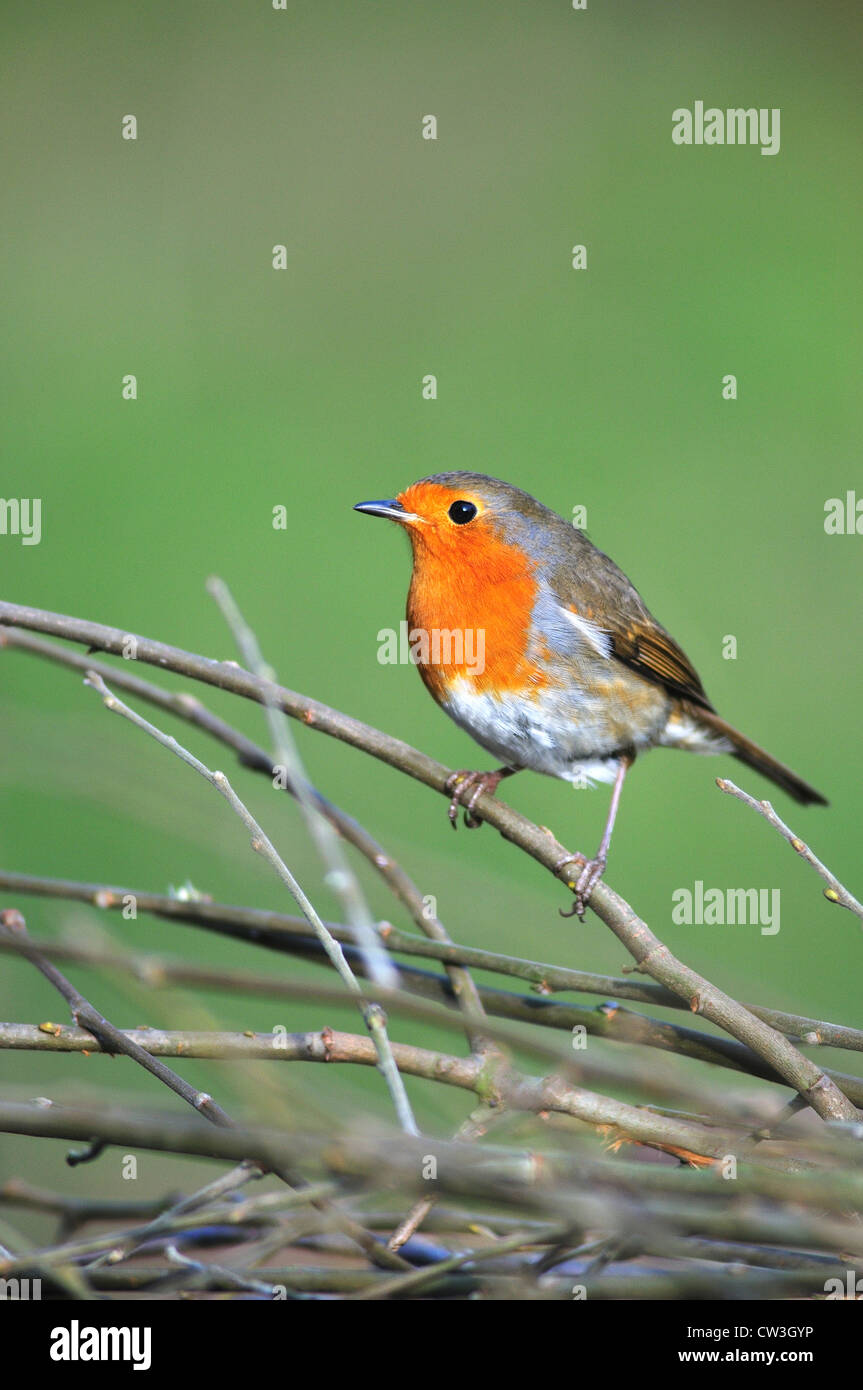 A robin on a pile of twigs UK Stock Photo - Alamy