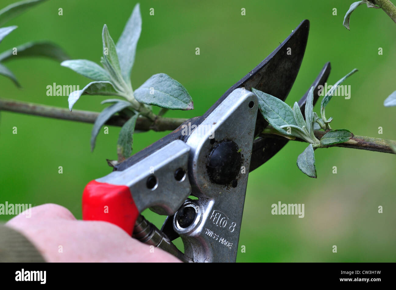 Pruning a buddleia UK Stock Photo - Alamy