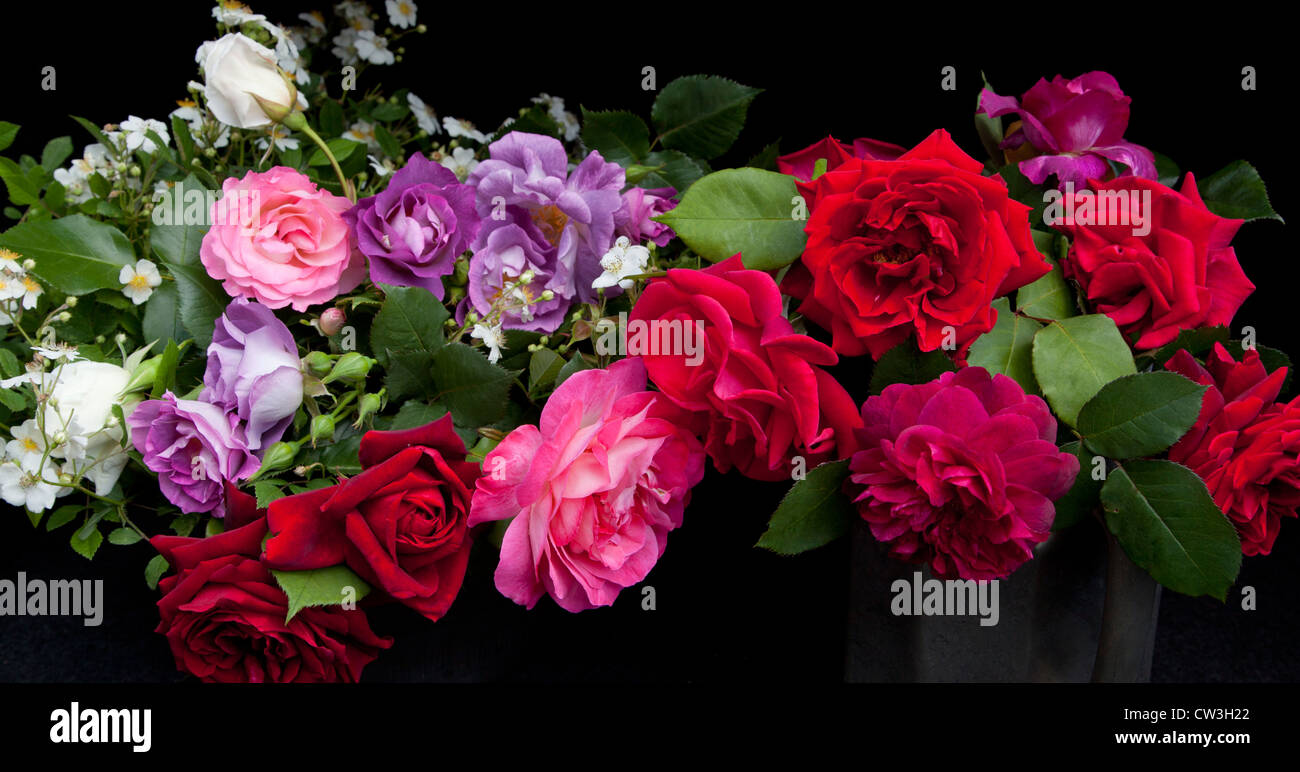 Roses collections hi-res stock photography and images - Alamy