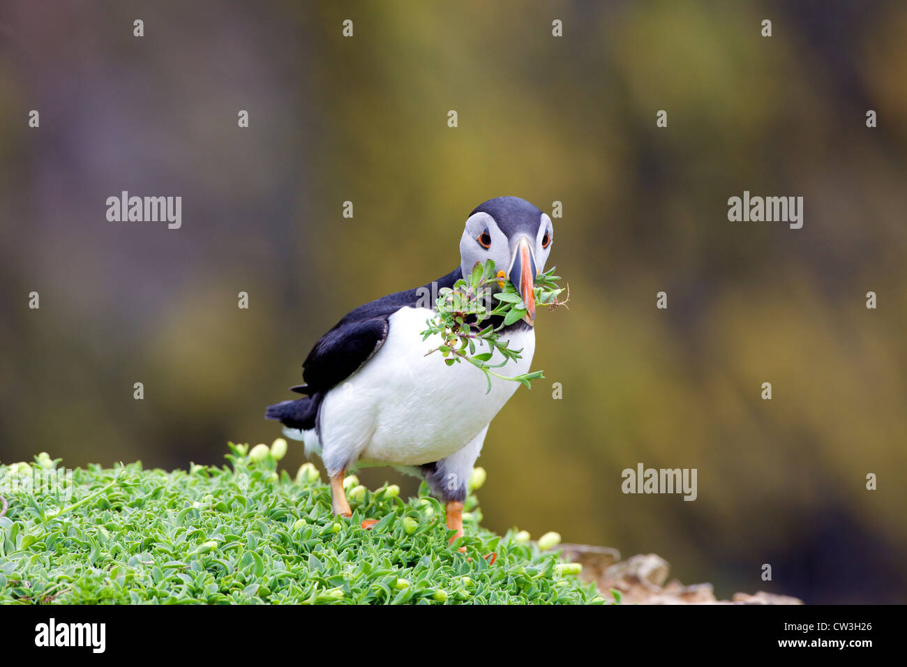 Atlantic Puffin gathering nesting material for burrow on Skomer Island ...