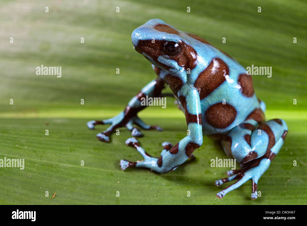 Blue poison dart frog of Rainforest in Panama Stock Photo - Alamy
