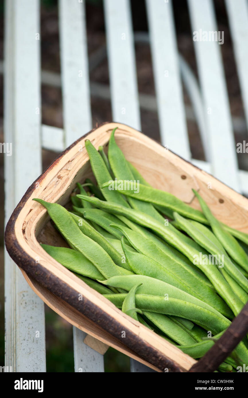 Scarlet emperor runner beans hi-res stock photography and images - Alamy