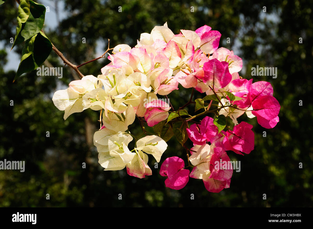 Bogane willa flower Stock Photo - Alamy