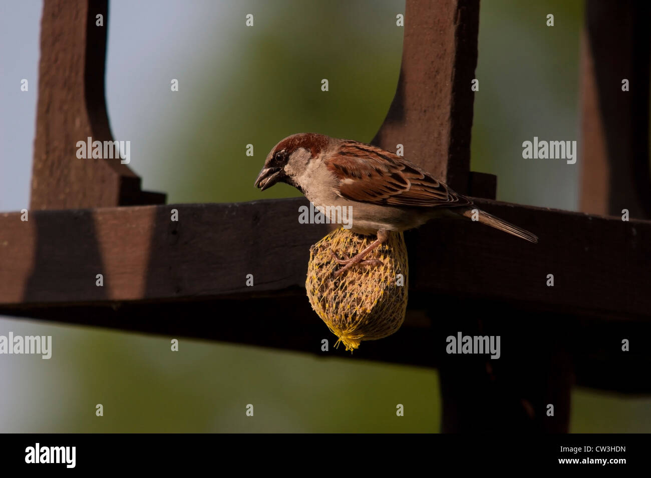 A house sparrow eating at a bird table in the UK Stock Photo - Alamy