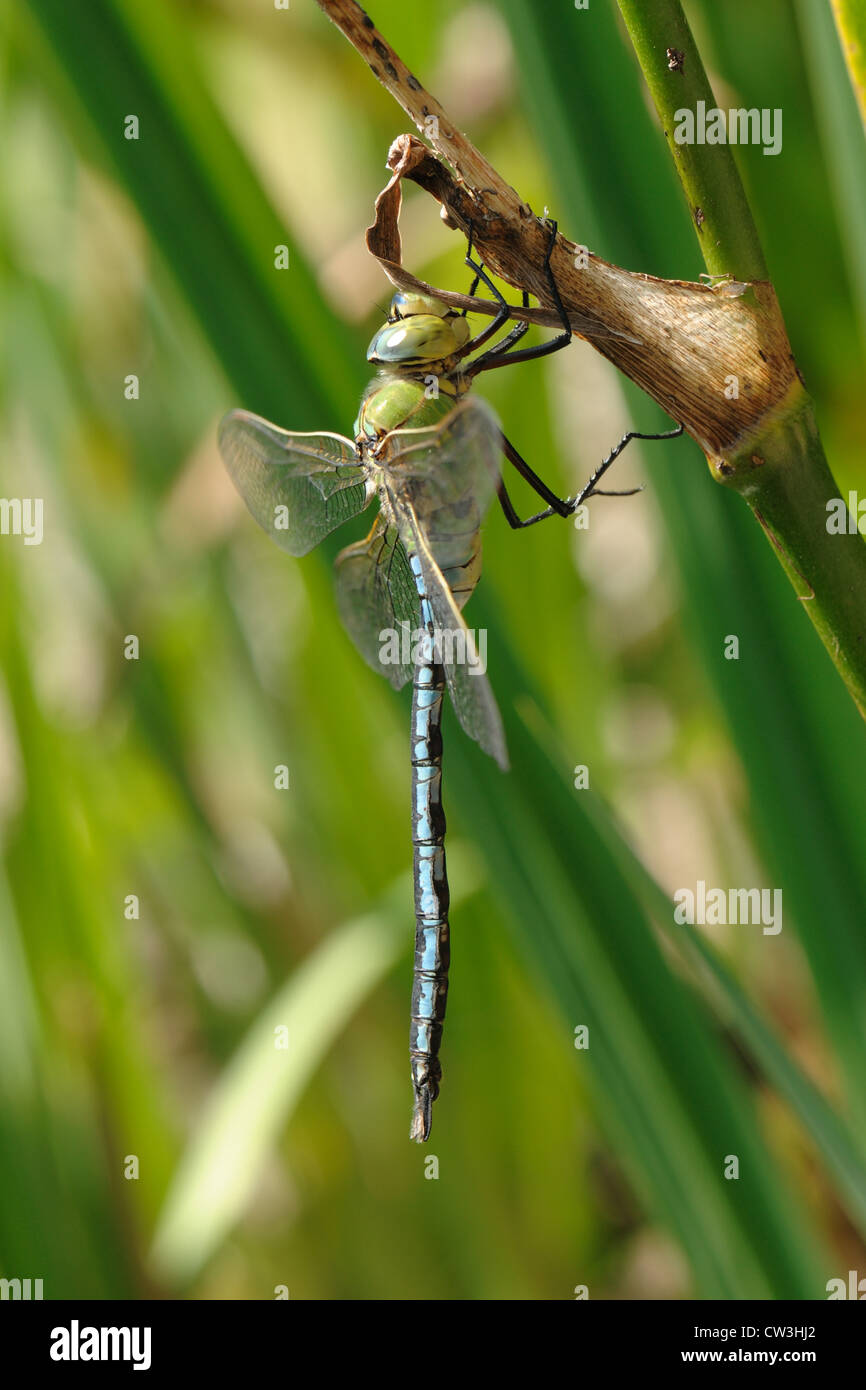 Anax emperor dragonfly hi-res stock photography and images - Alamy