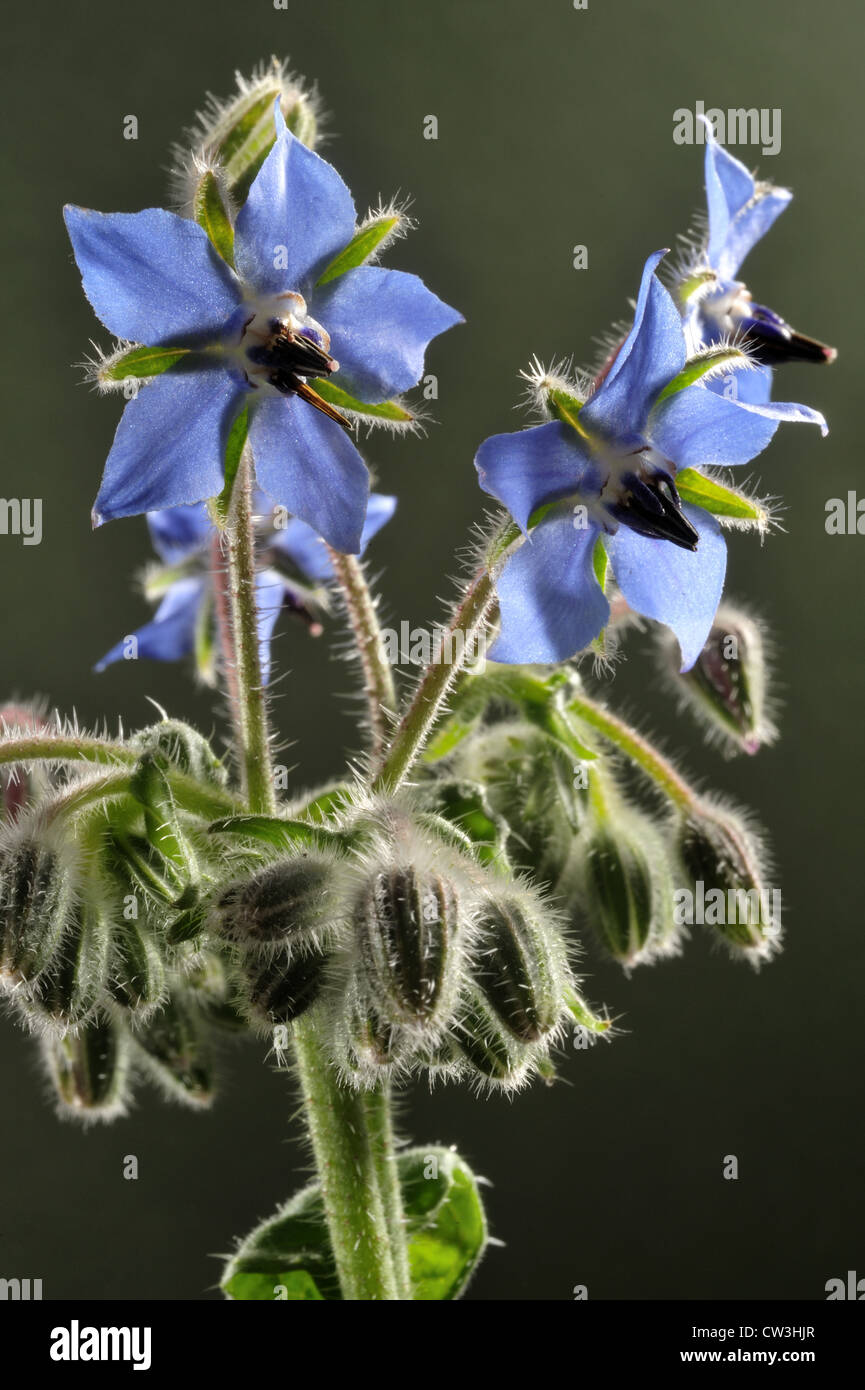 Borago officinalis garden hi-res stock photography and images - Alamy