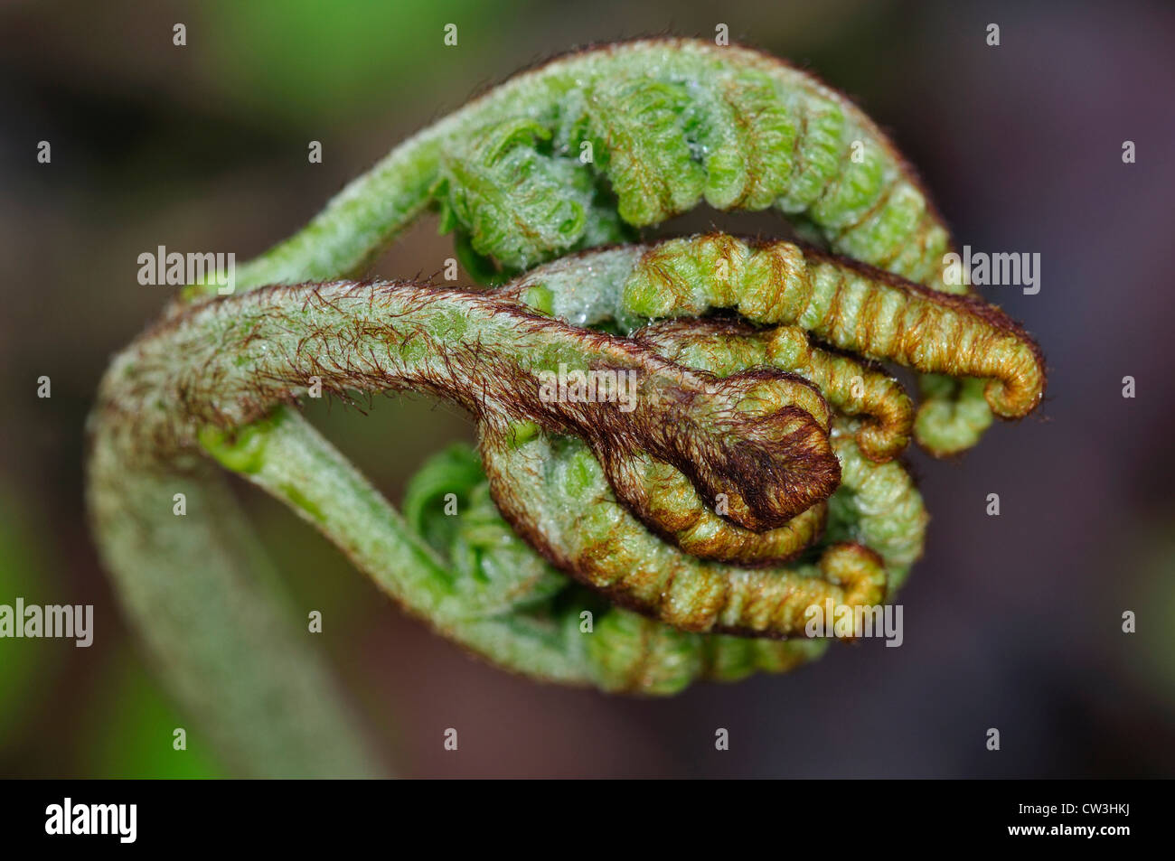 A fern uncurling in Spring UK Stock Photo - Alamy