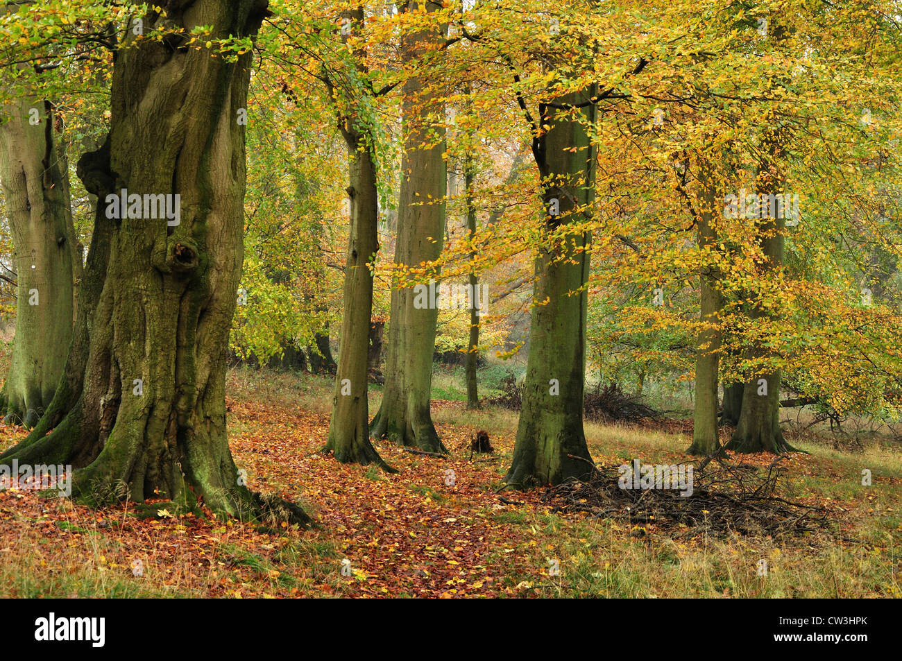 Beech scene hi-res stock photography and images - Alamy