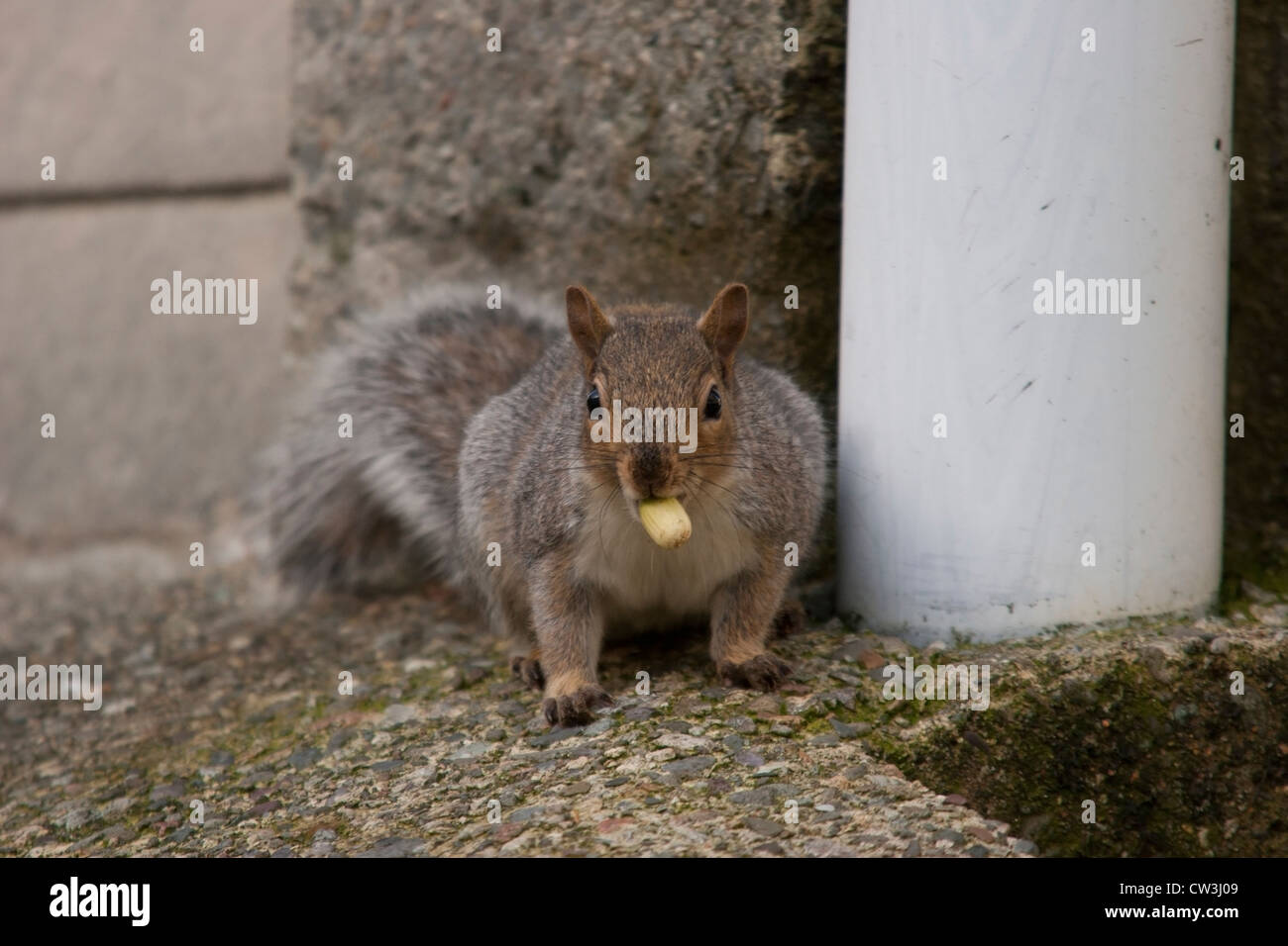 A squirrel photographed in north wales Stock Photo - Alamy