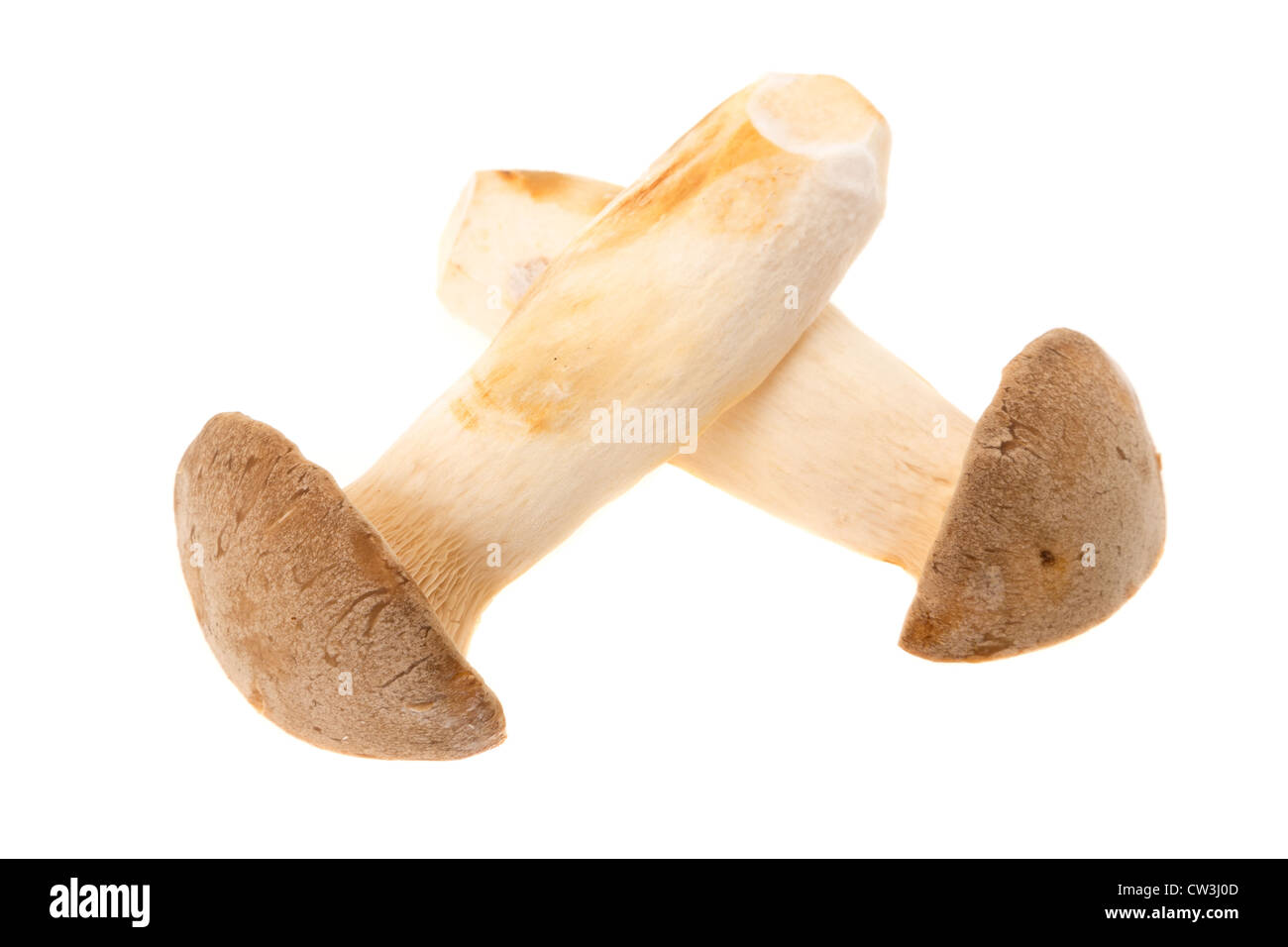 Filamentous fungi hi-res stock photography and images - Alamy