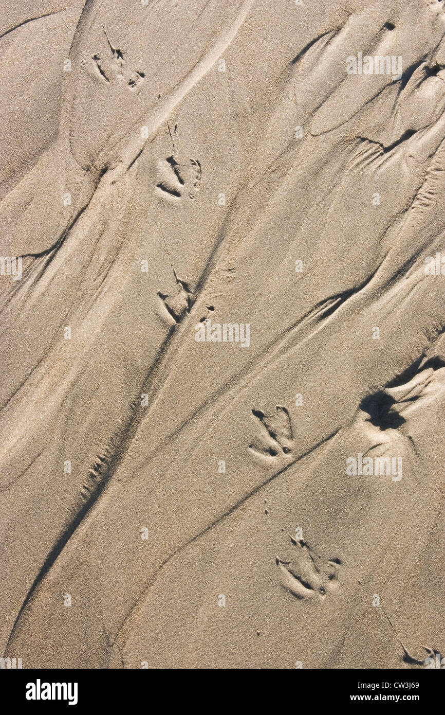 Close-up of Seagull tracks in beach sand Stock Photo - Alamy