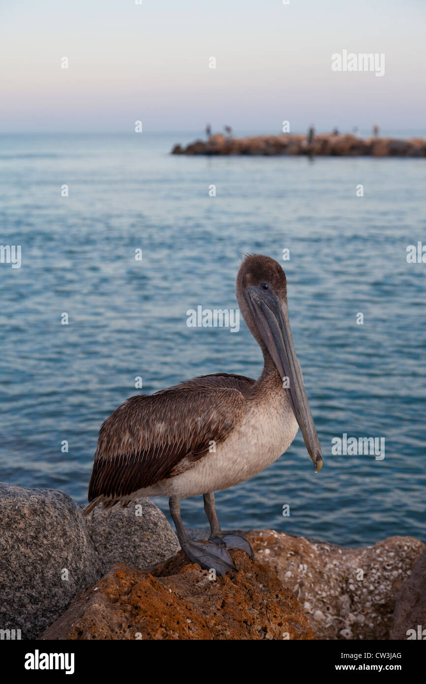Pelican. Venice Inlet, Florida Stock Photo - Alamy