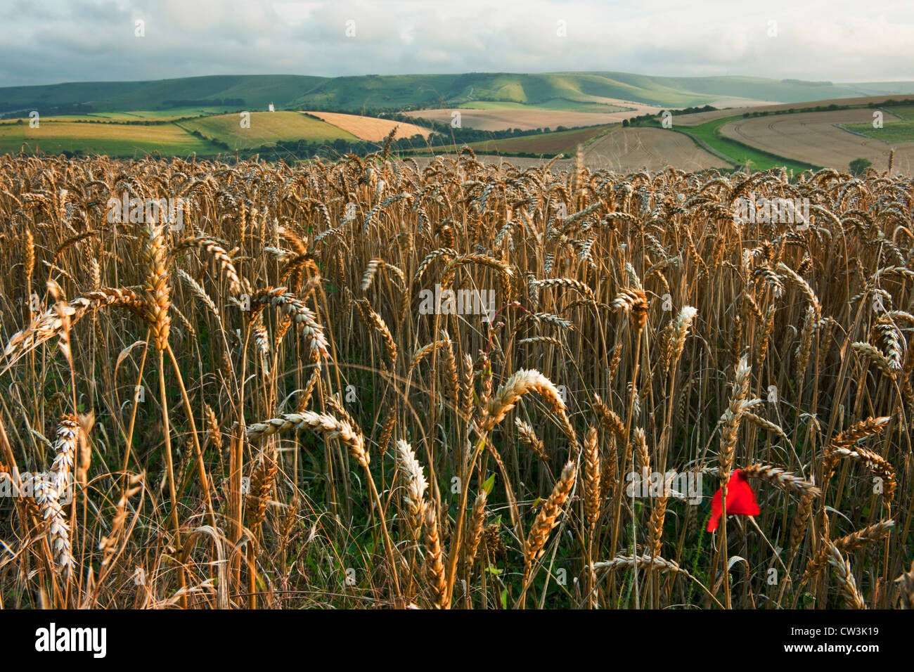 Looking towards Kingston Ridge on the South Downs from Lewes, East ...