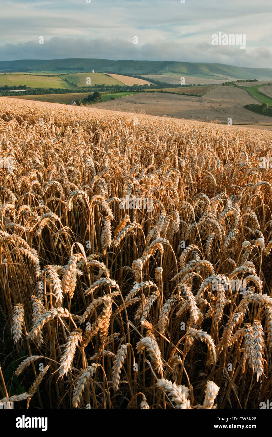Looking towards Kingston Ridge on the South Downs from Lewes, East ...