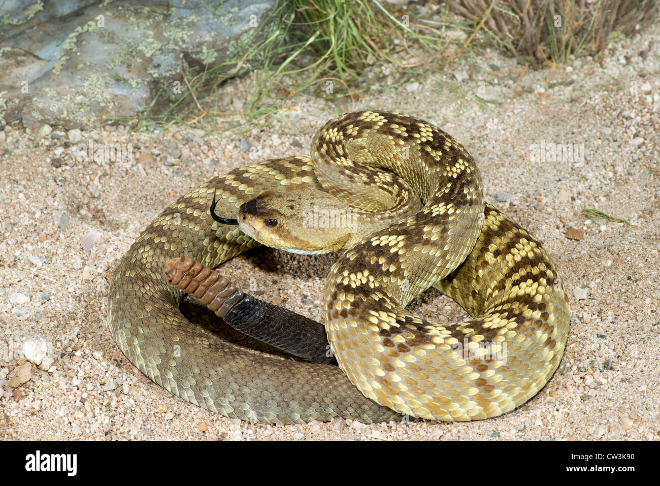 Crotalus Molossus