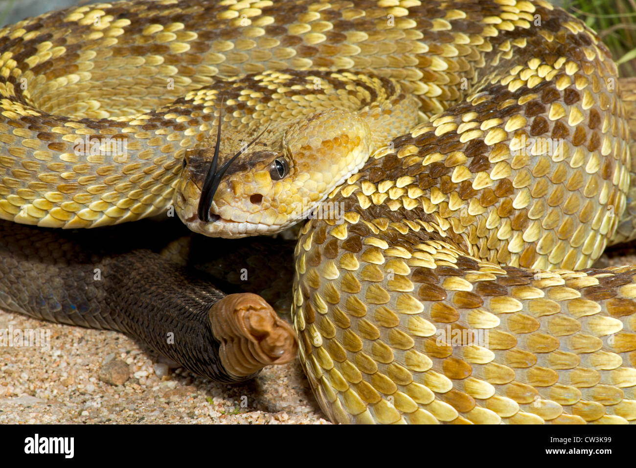 Black tailed rattlesnake crotalus molossus molossus hi-res stock ...