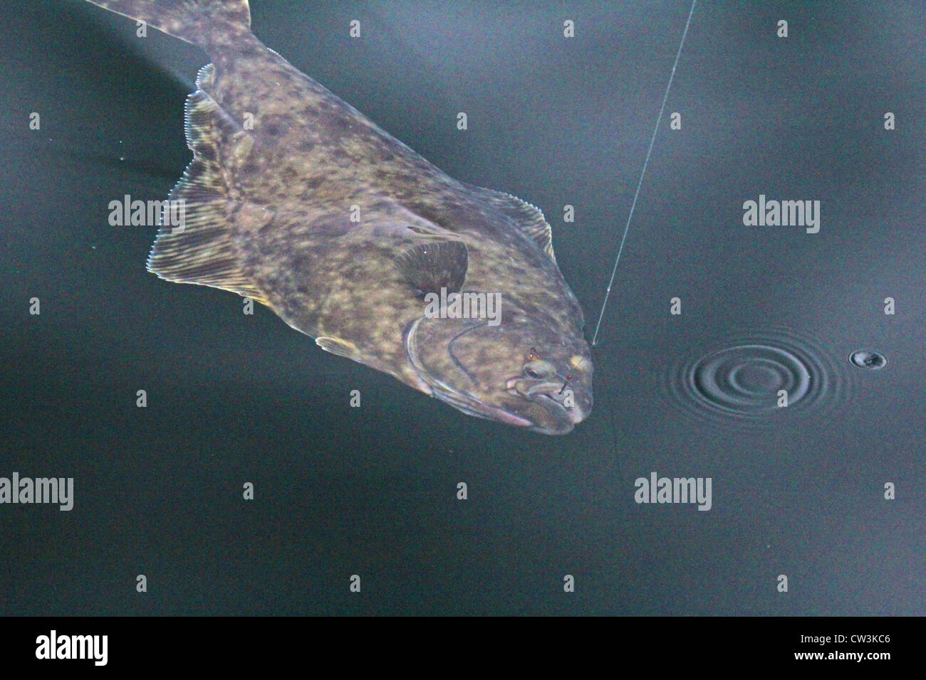 Halibut hi-res stock photography and images - Alamy