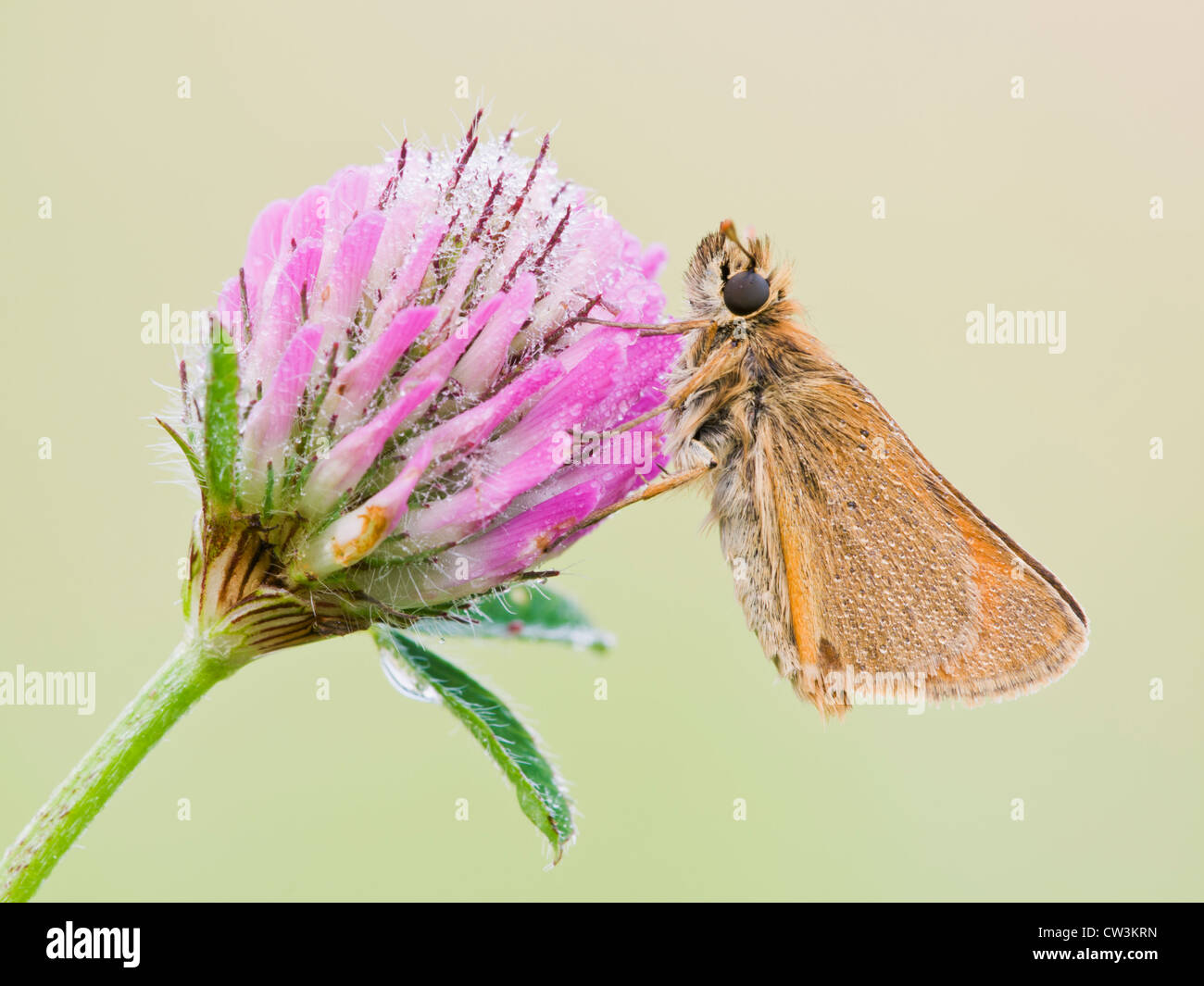 Skipper butterflies hi-res stock photography and images - Alamy