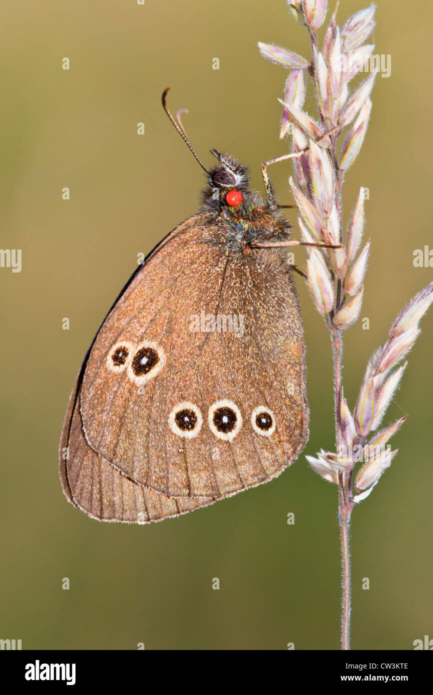Common ringlet butterfly hi-res stock photography and images - Alamy