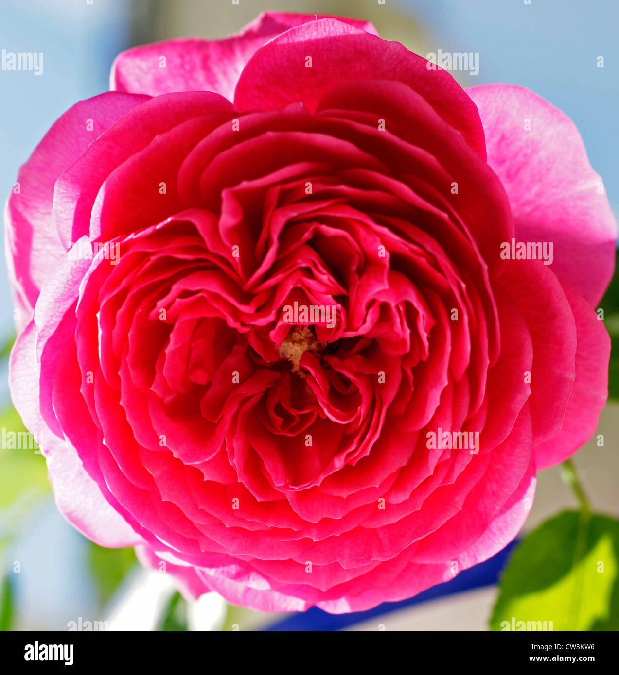 Pink rose backlit by sunlight Stock Photo - Alamy
