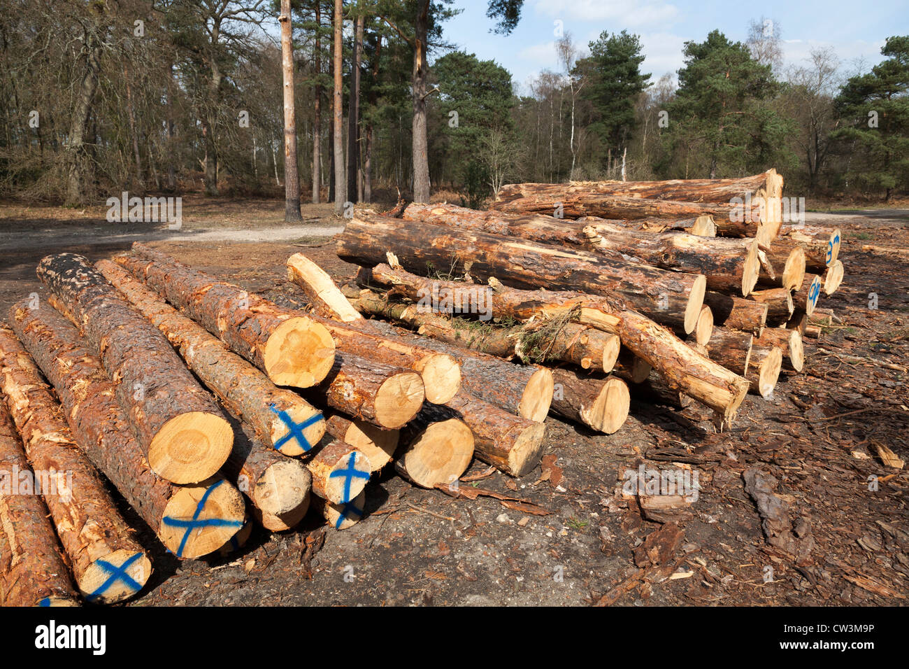 stack of logged trees in the forest Stock Photo - Alamy