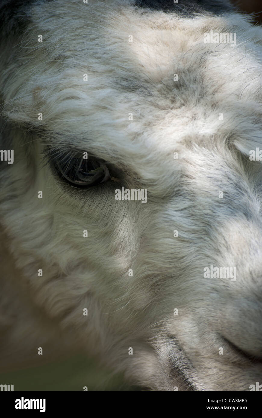 Close up of white lama looking into the camera Stock Photo - Alamy
