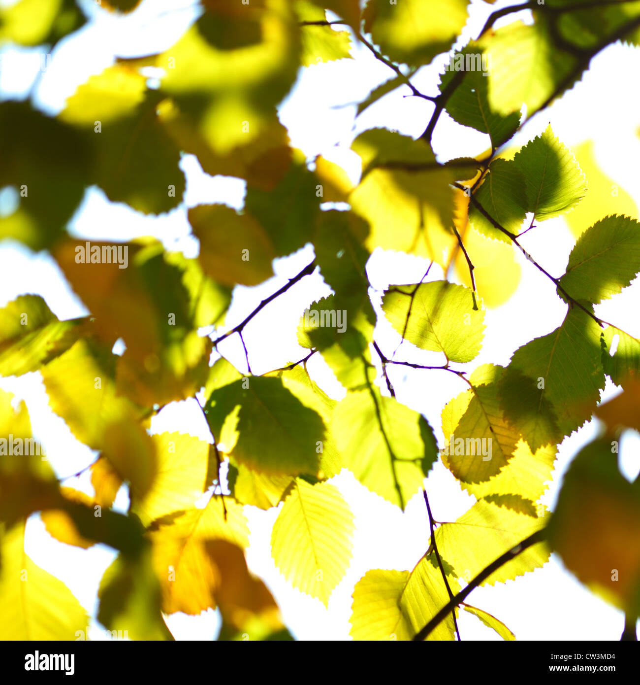 autumn leaves macro close up Stock Photo - Alamy