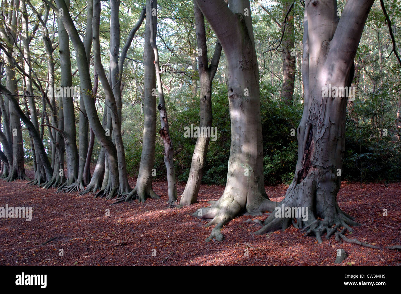 Ken woods hi-res stock photography and images - Alamy