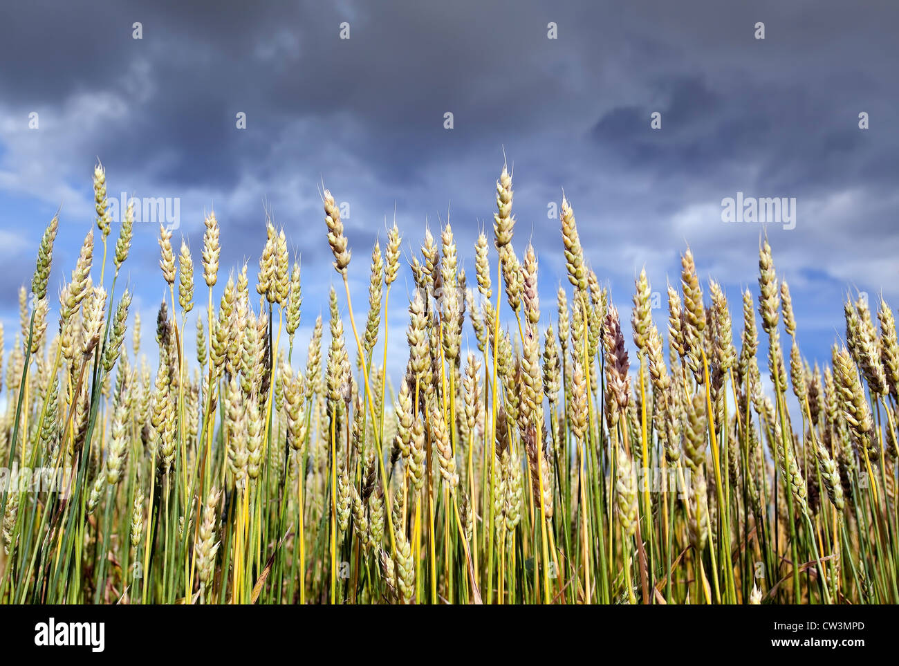 Canadian wheat hi-res stock photography and images - Alamy