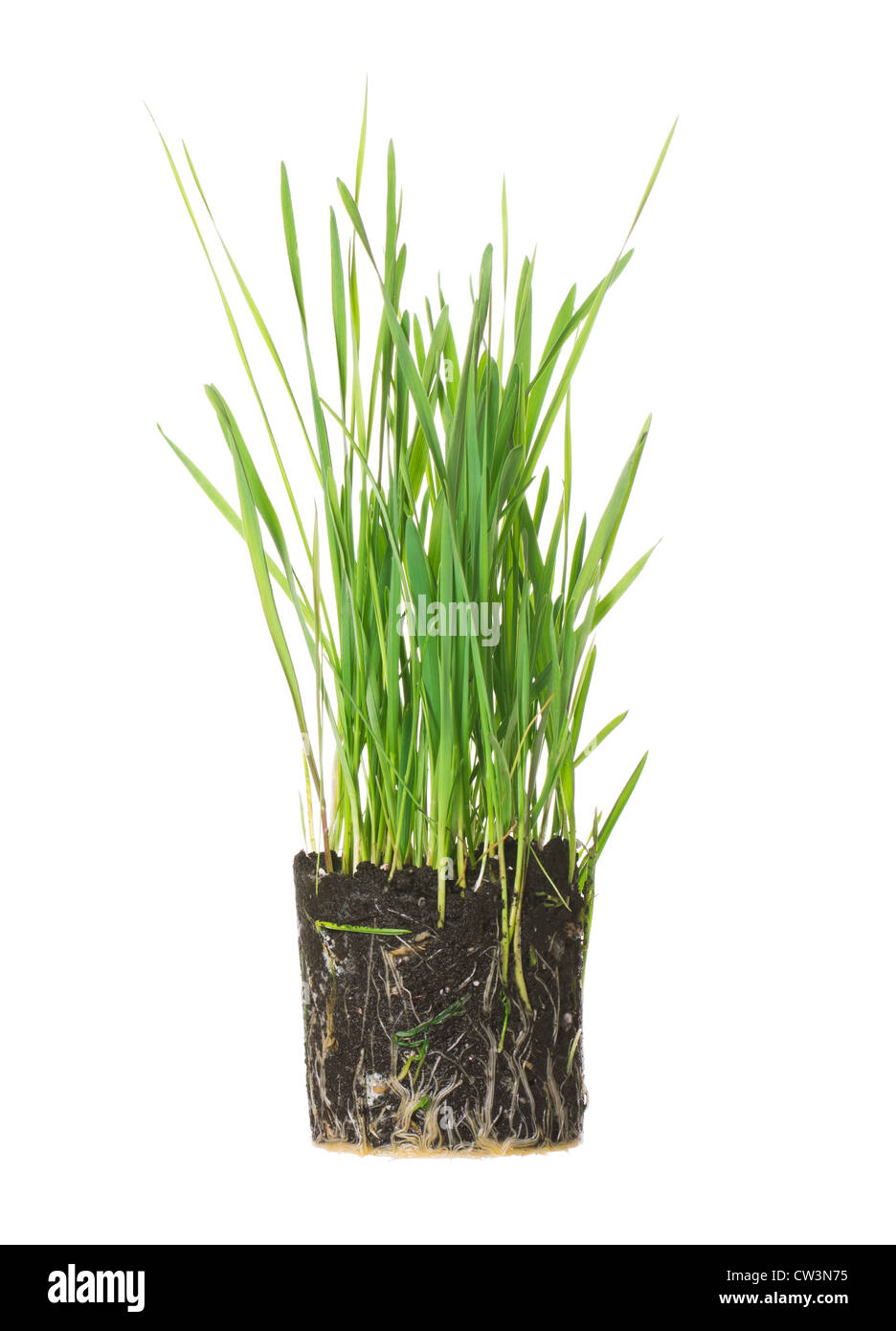 Prairie grass roots Cut Out Stock Images & Pictures - Alamy